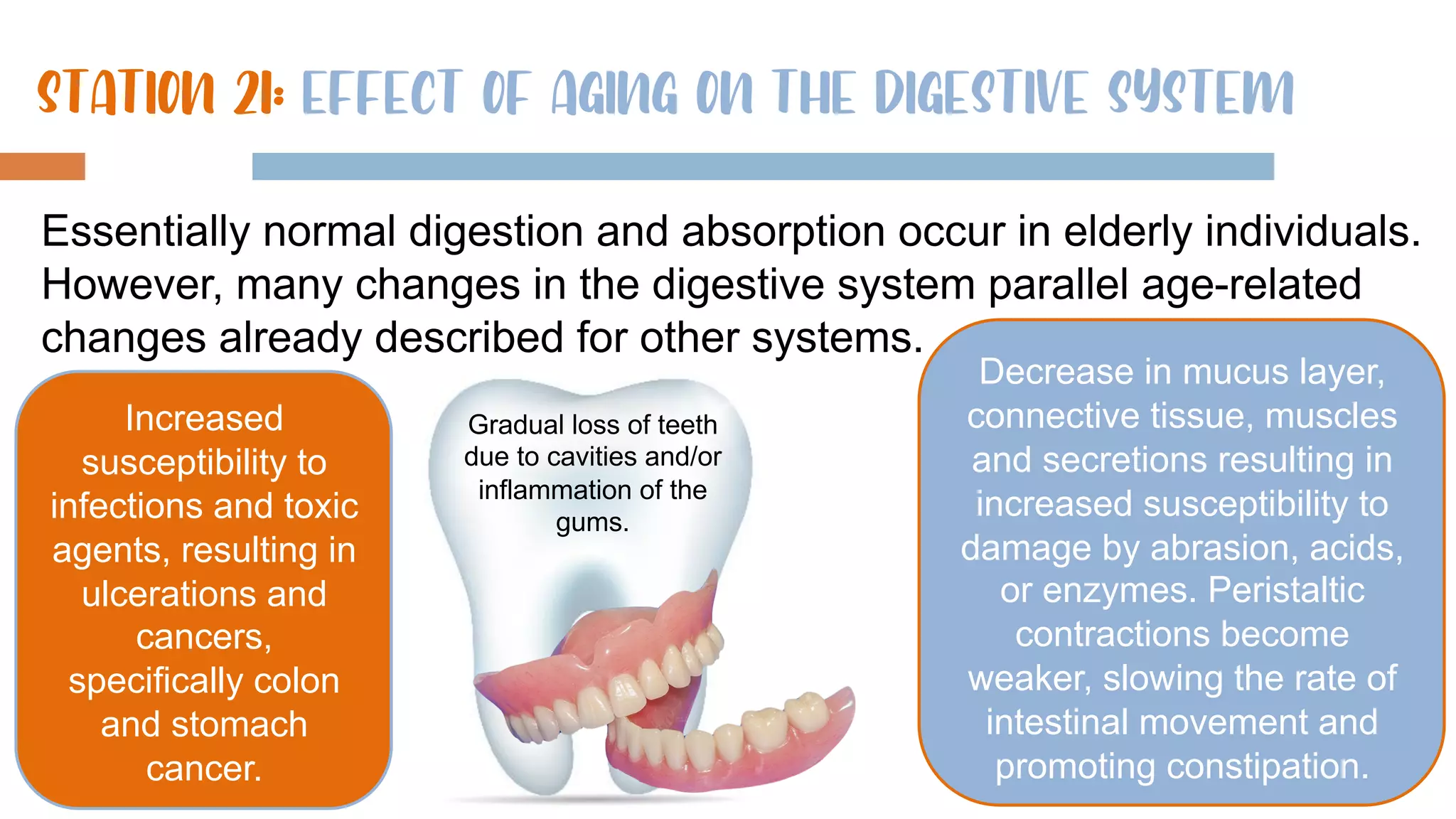 Station 21 digestive system | PPT