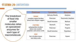 Station 23 digestive system | PDF
