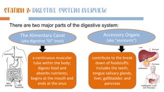 Station 3 digestive system | PDF | Medical Health