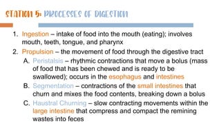 Station 5 digestive system | PPT