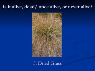 Living or Non-Living | PPT