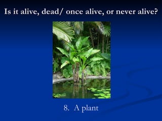 Living or Non-Living | PPT