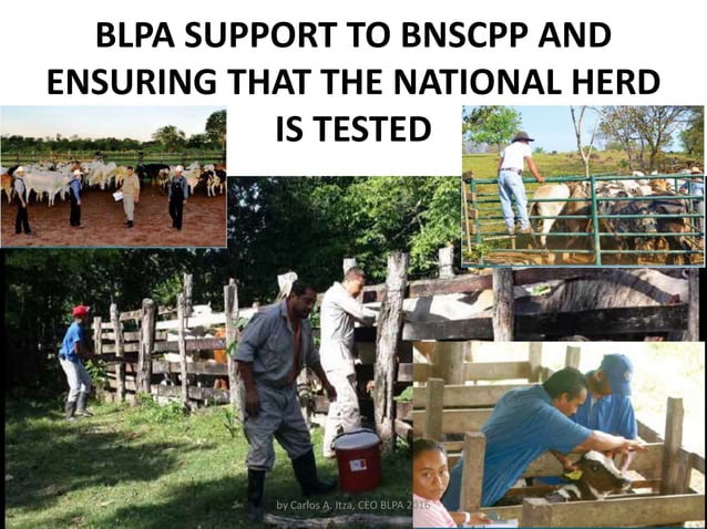 Status of cattle sector in belize | PPT