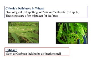 Status of Trace Elements In Pakistani Soil | PPTX