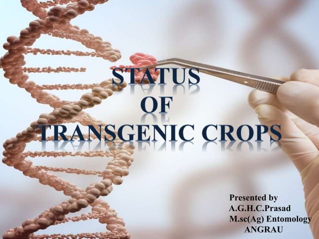 Status of transgenic crops