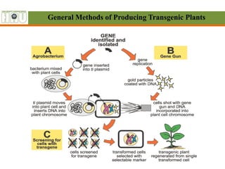 Genetically Modified Soybeans Process