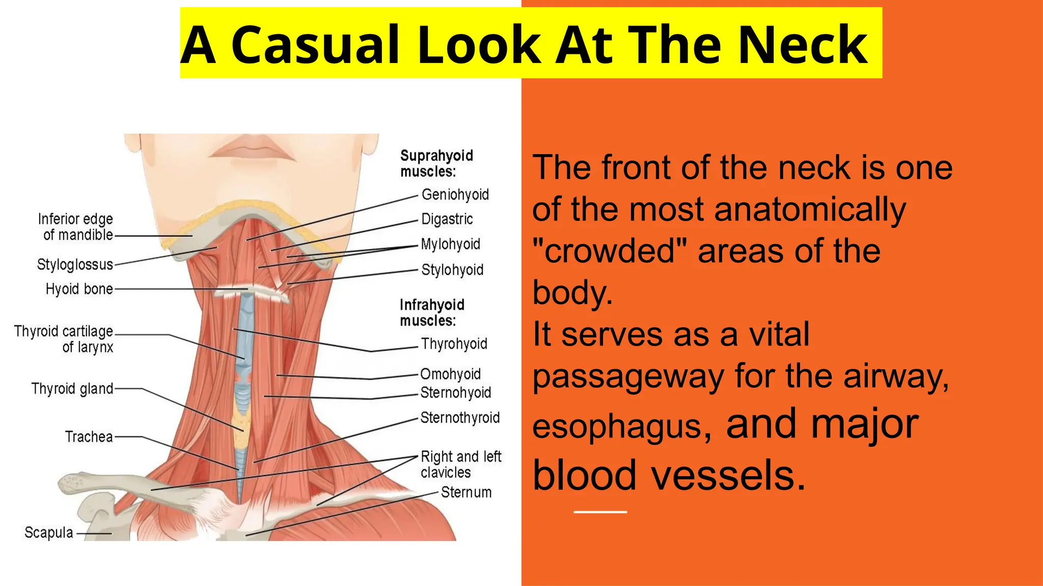 Musculature of the front of the neck.... | PPTX