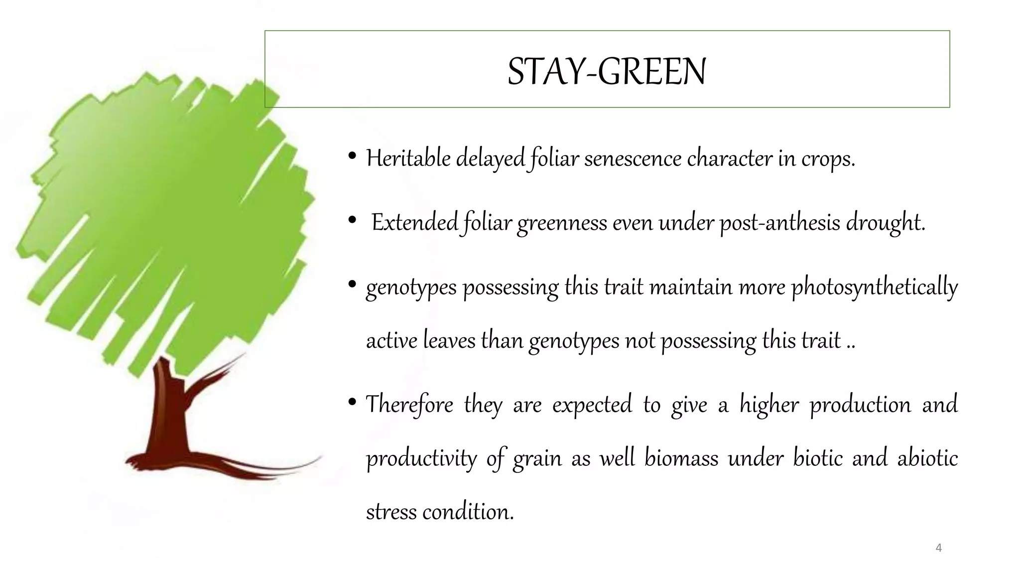 Stay green trait in crops ss | PPTX