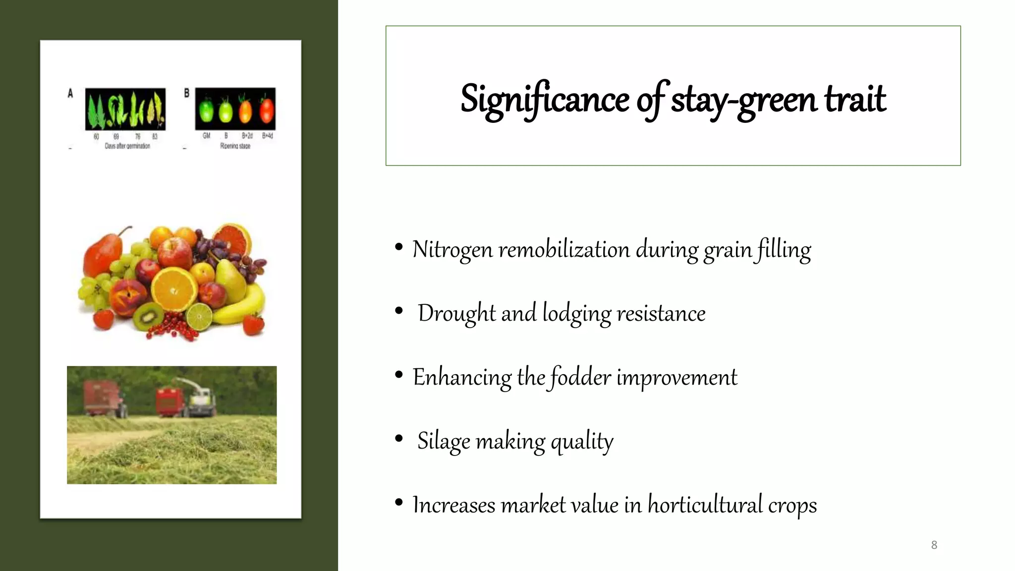Stay green trait in crops ss | PPTX