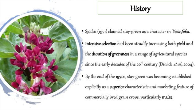 Stay green trait in crops ss | PPTX | Genetics | Science