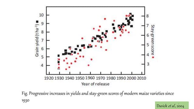 Stay green trait in crops ss | PPTX | Genetics | Science