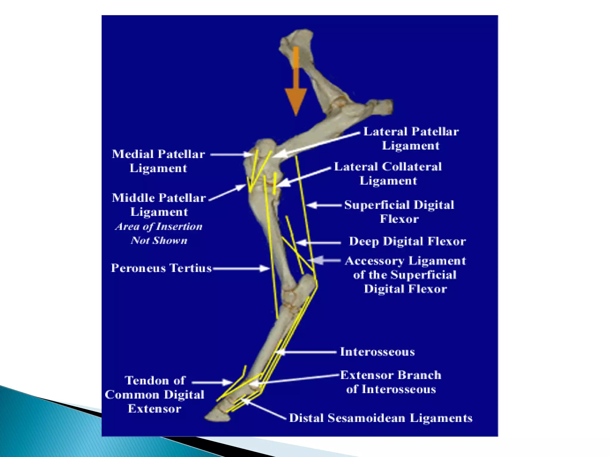 Stay apparatus HORSE | PPT