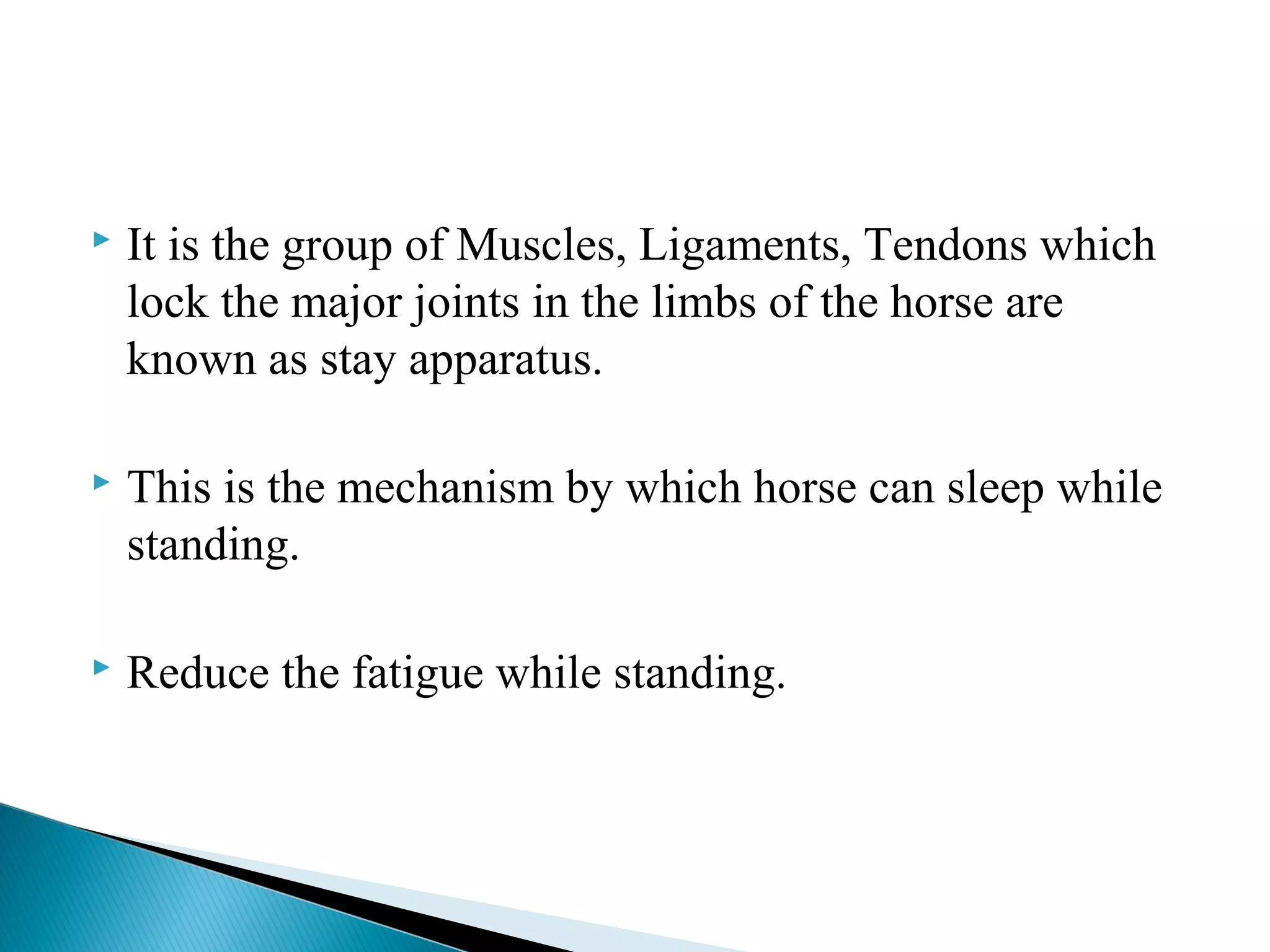 Stay apparatus HORSE | PPT