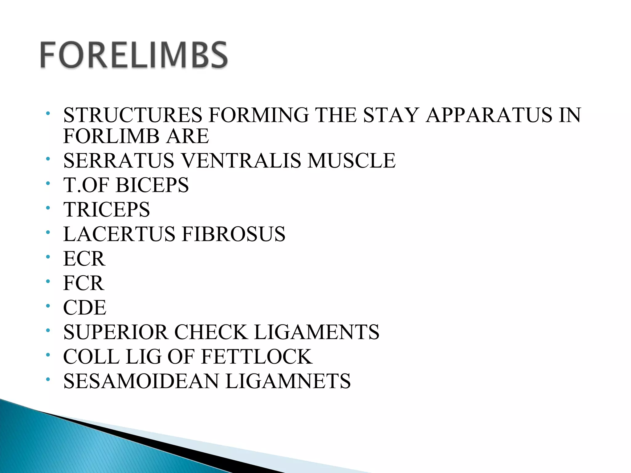 Stay apparatus HORSE | PPT