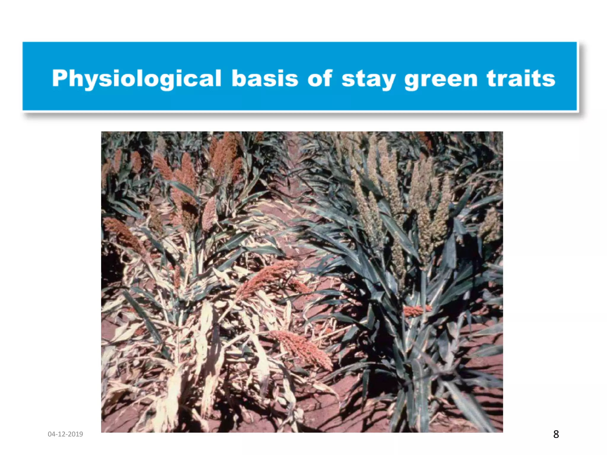 STAY GREEN | PPT