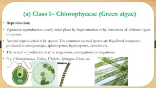Std 11 biology chapter 03 plant kingdom | PPTX