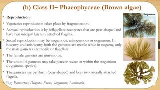 Std 11 biology chapter 03 plant kingdom | PPT