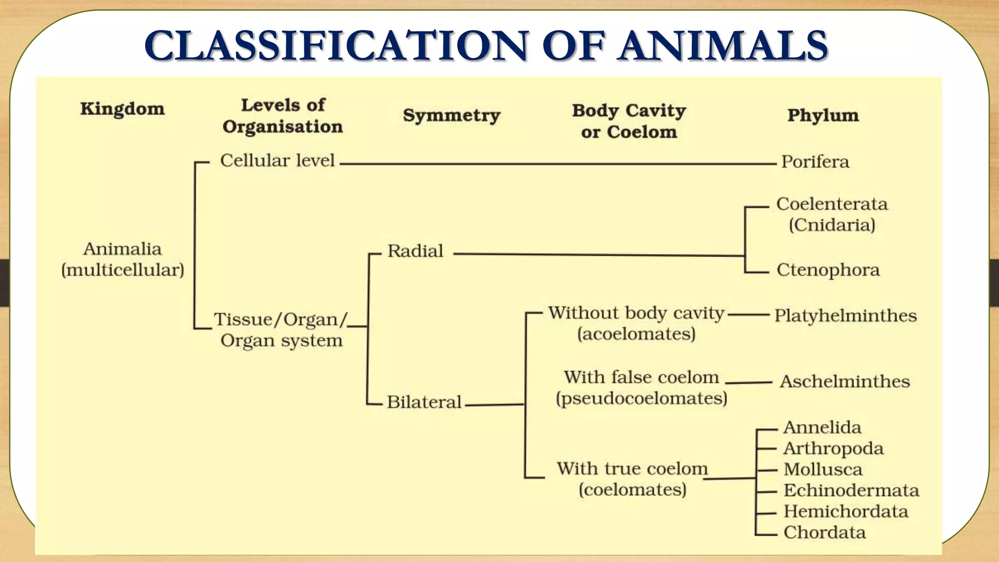 Std 11 biology chapter 04 animal kingdom | PPTX