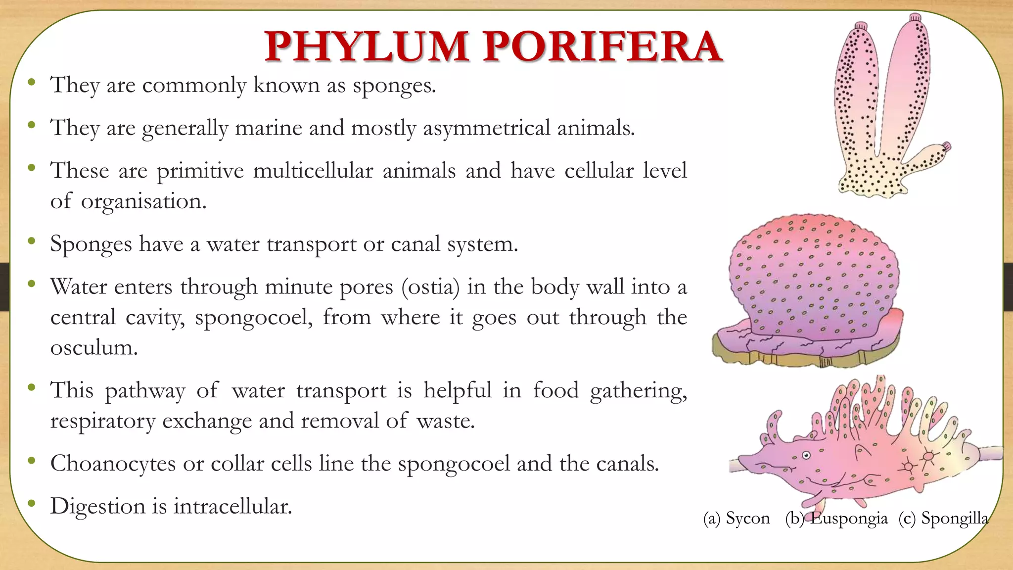 Std 11 biology chapter 04 animal kingdom | PPTX