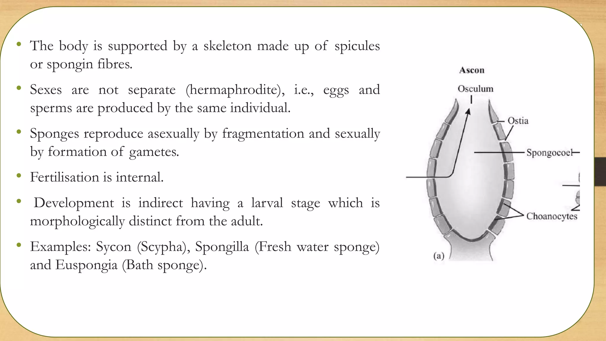 Std 11 biology chapter 04 animal kingdom | PPTX