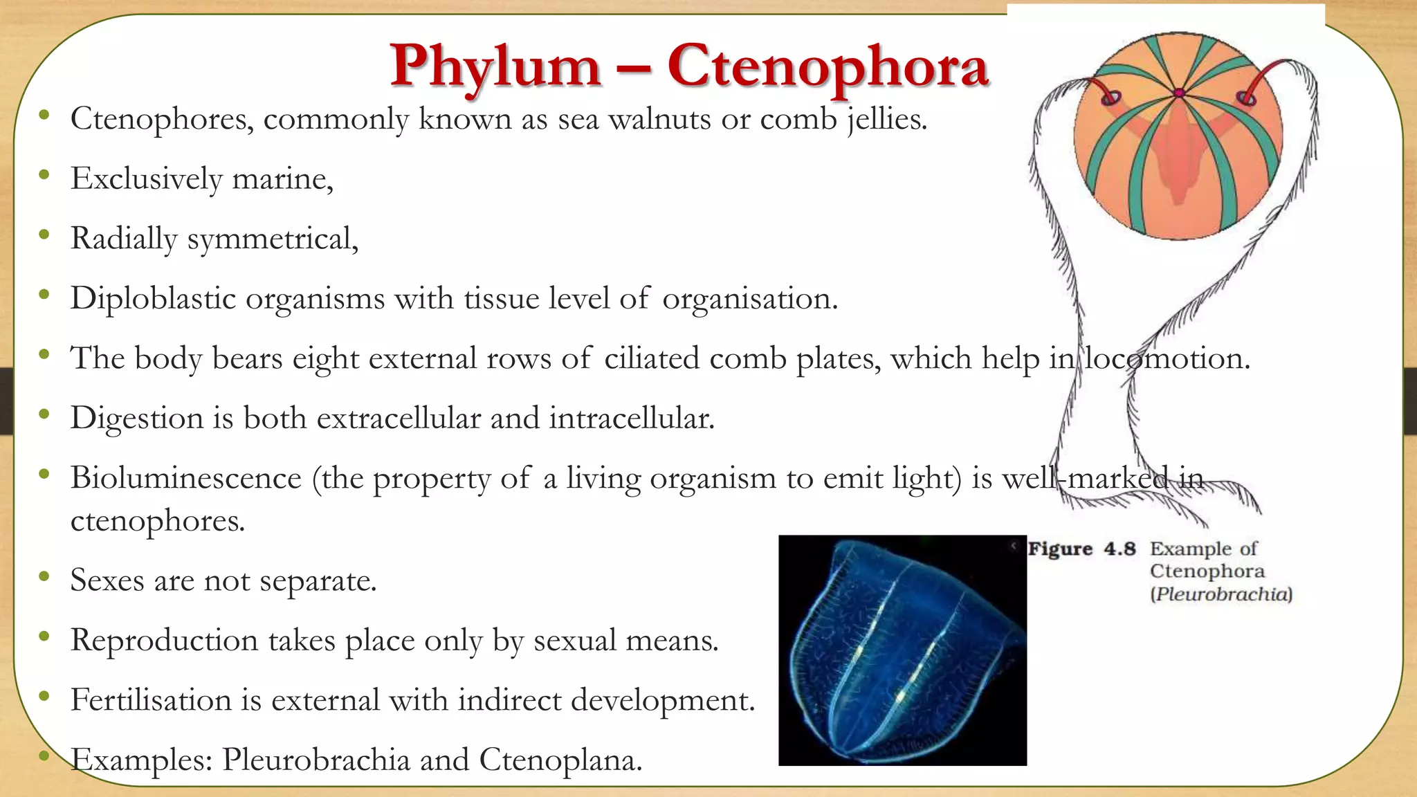 Std 11 biology chapter 04 animal kingdom | PPTX