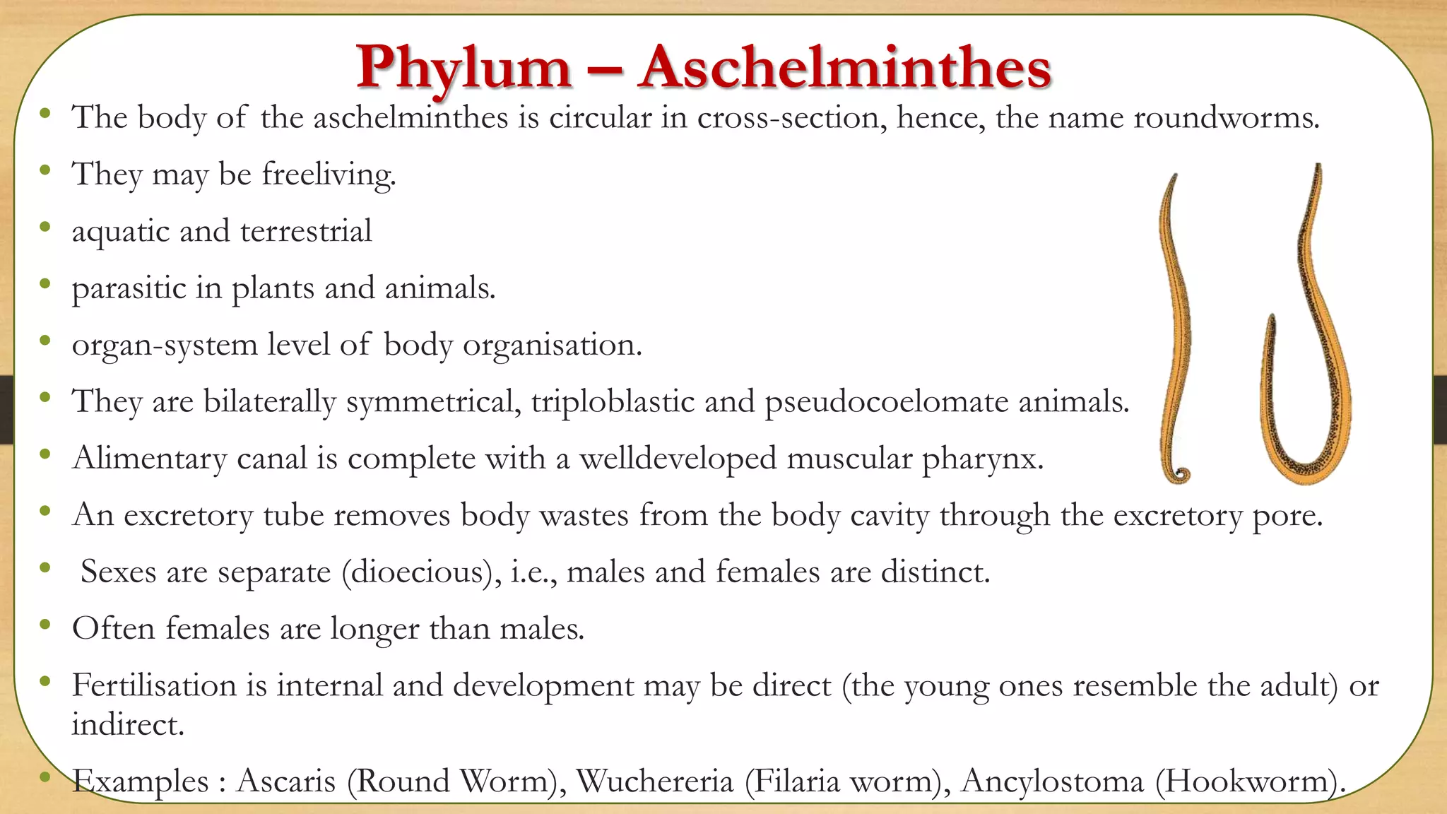 Std 11 biology chapter 04 animal kingdom | PPTX