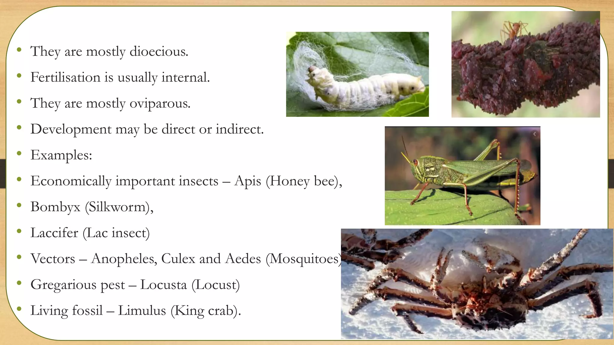 Std 11 biology chapter 04 animal kingdom | PPTX