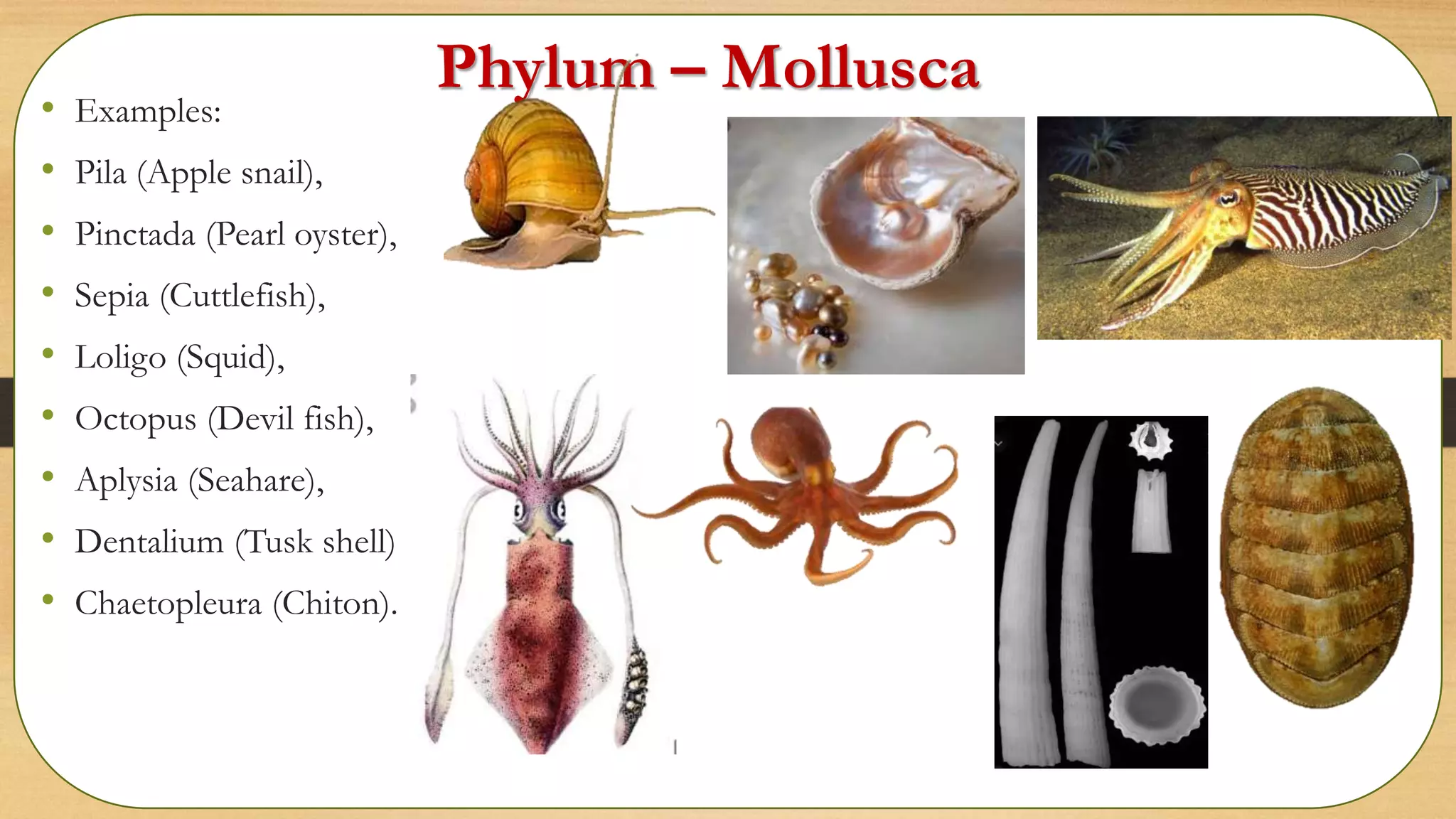 Std 11 biology chapter 04 animal kingdom | PPTX