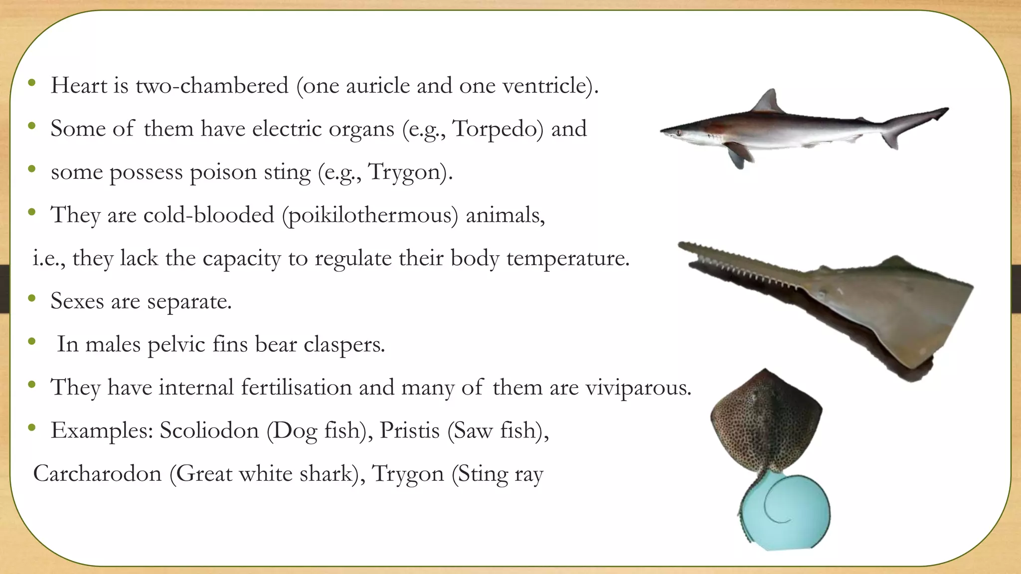 Std 11 biology chapter 04 animal kingdom | PPTX