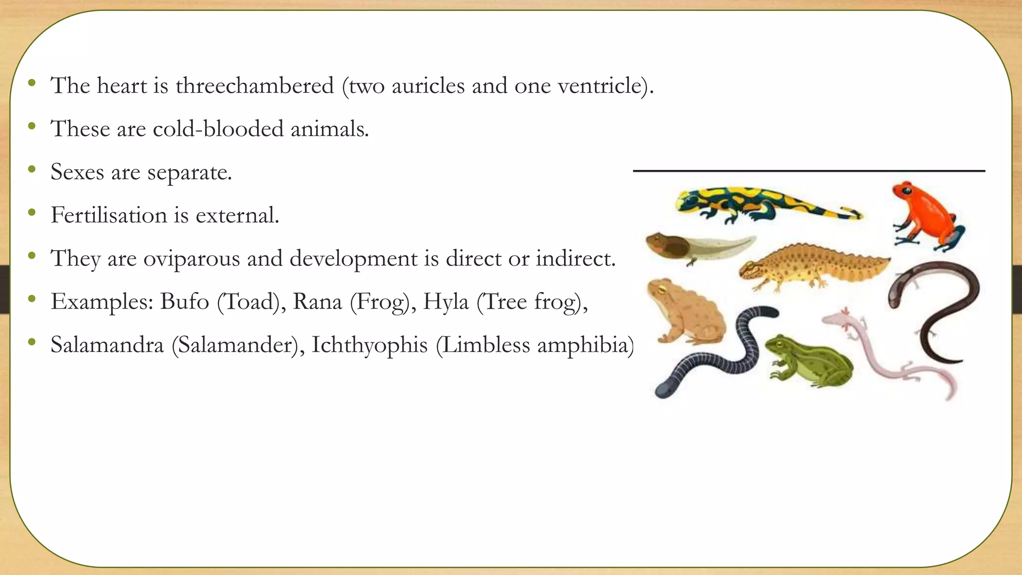 Std 11 biology chapter 04 animal kingdom | PPTX