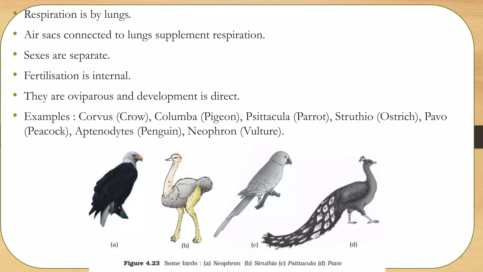 Std 11 biology chapter 04 animal kingdom | PPTX