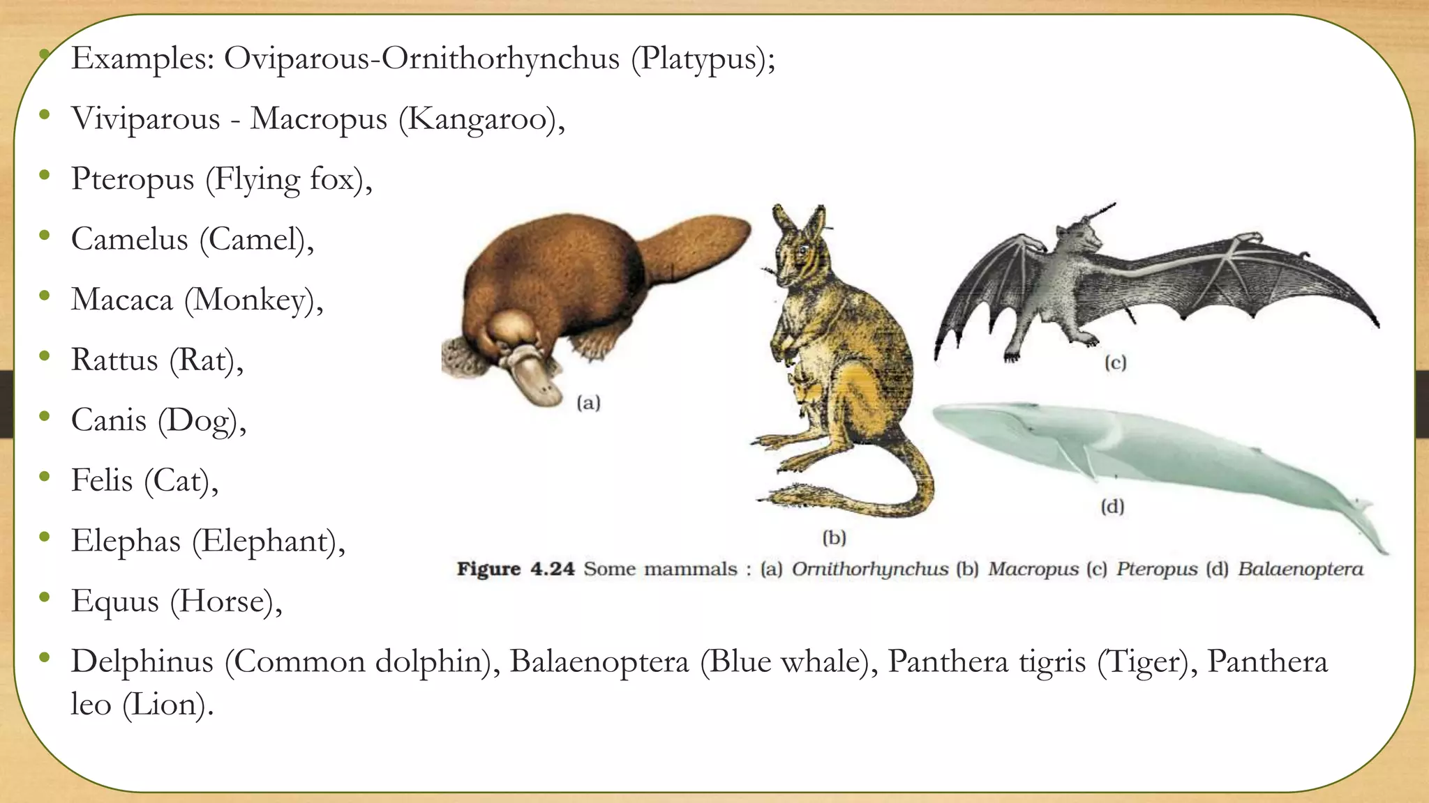 Std 11 biology chapter 04 animal kingdom | PPTX