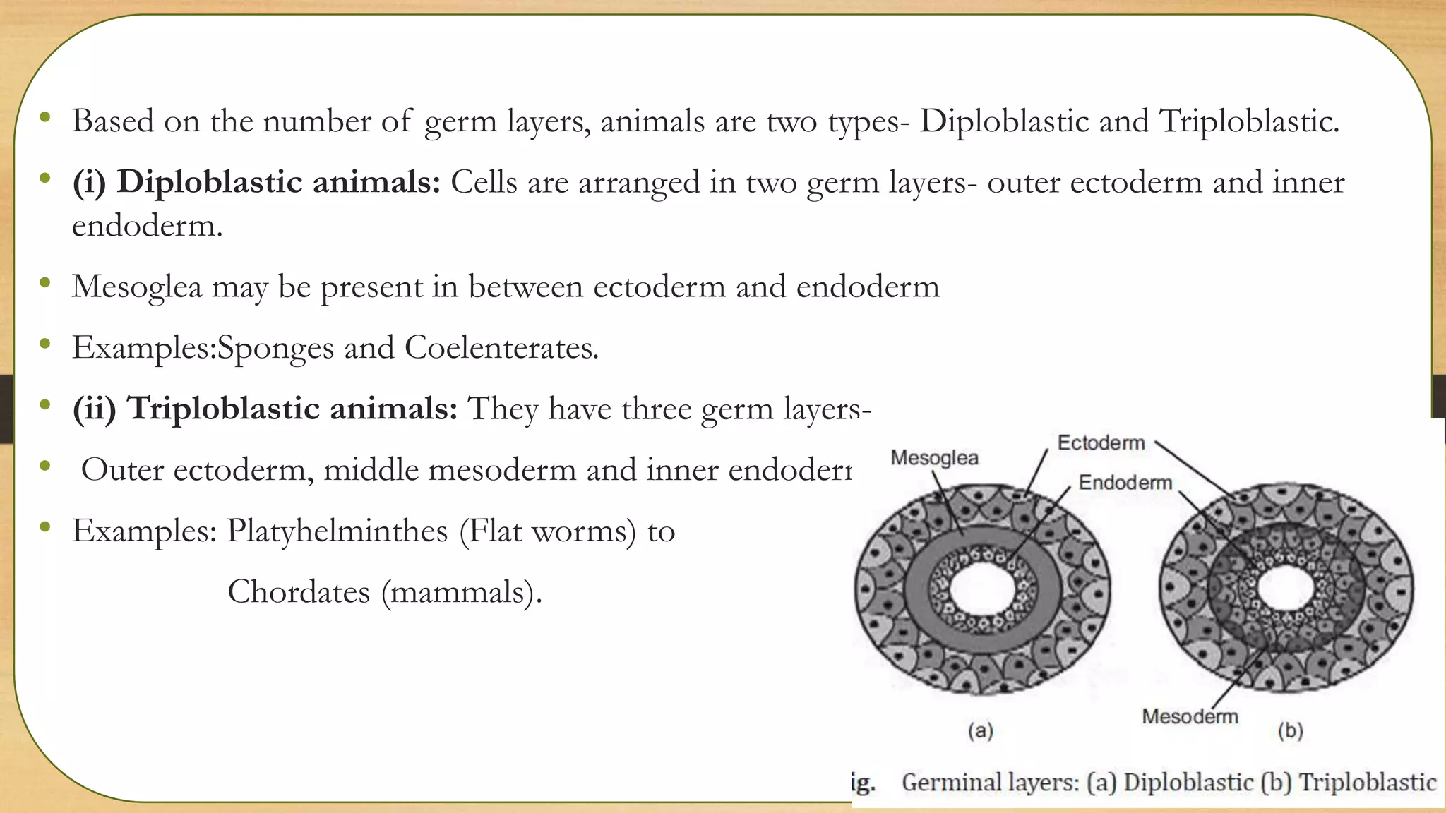 Std 11 biology chapter 04 animal kingdom | PPTX