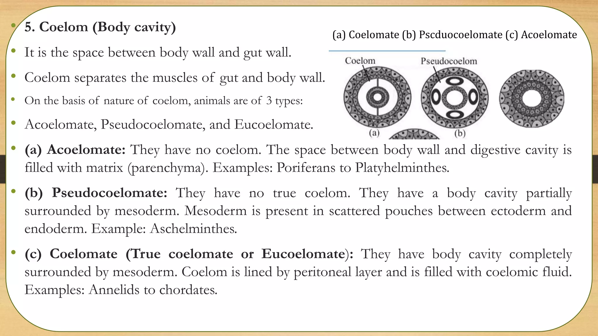 Std 11 biology chapter 04 animal kingdom | PPTX