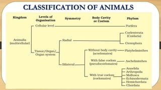 Std 11 biology chapter 04 animal kingdom | PPTX