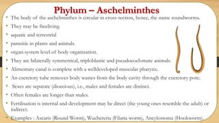 Std 11 biology chapter 04 animal kingdom | PPTX