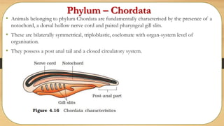 Std 11 biology chapter 04 animal kingdom | PPTX