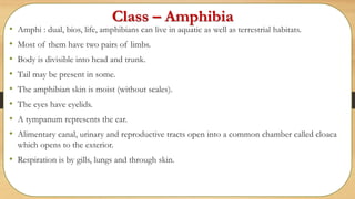 Std 11 biology chapter 04 animal kingdom | PPTX