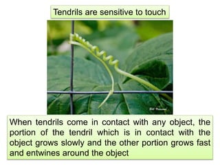 Std10 - The Regulators of Life | PPTX