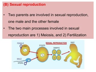 Std10 Ch12-Life-cycle | PPTX | Infertility | Reproductive Health