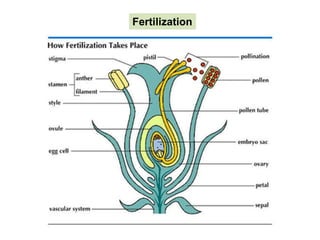 Std10 Ch12-Life-cycle | PPTX