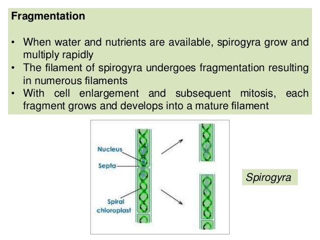Std10 Ch12-Life-cycle