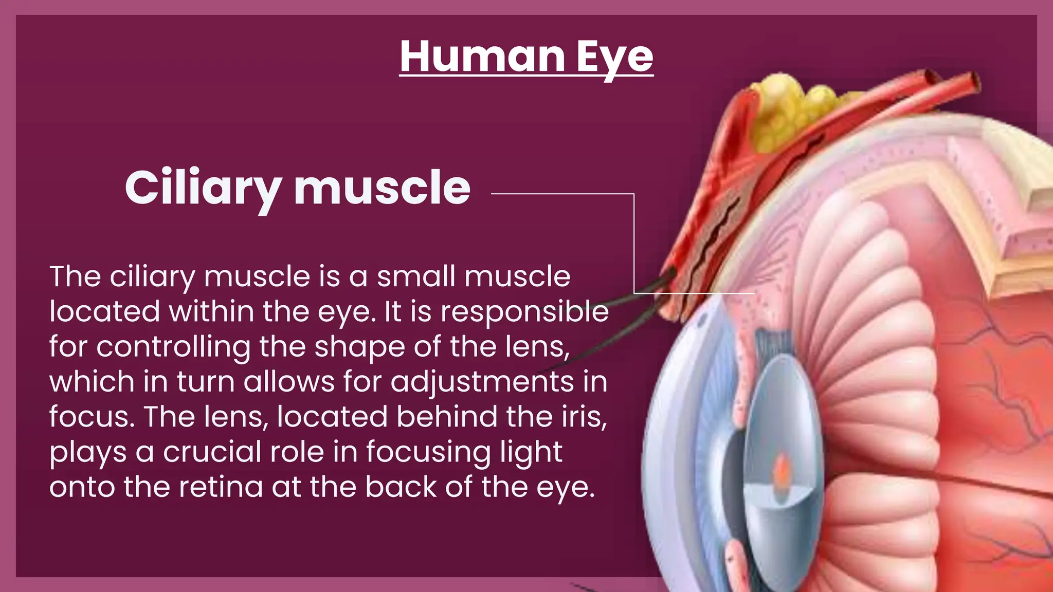 Human eye and Colourful world | Class 10 Physics | TO BUY Contact ...