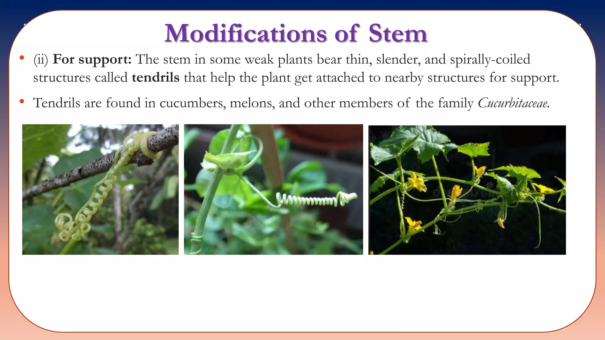 Std 11 biology chapter 05 | PPTX