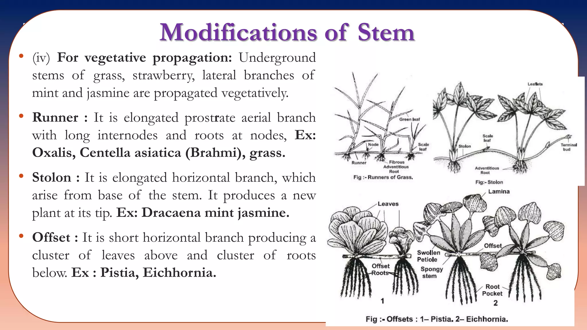 Std 11 biology chapter 05 | PPTX