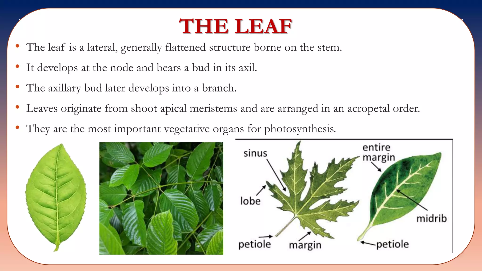 Std 11 biology chapter 05 | PPTX