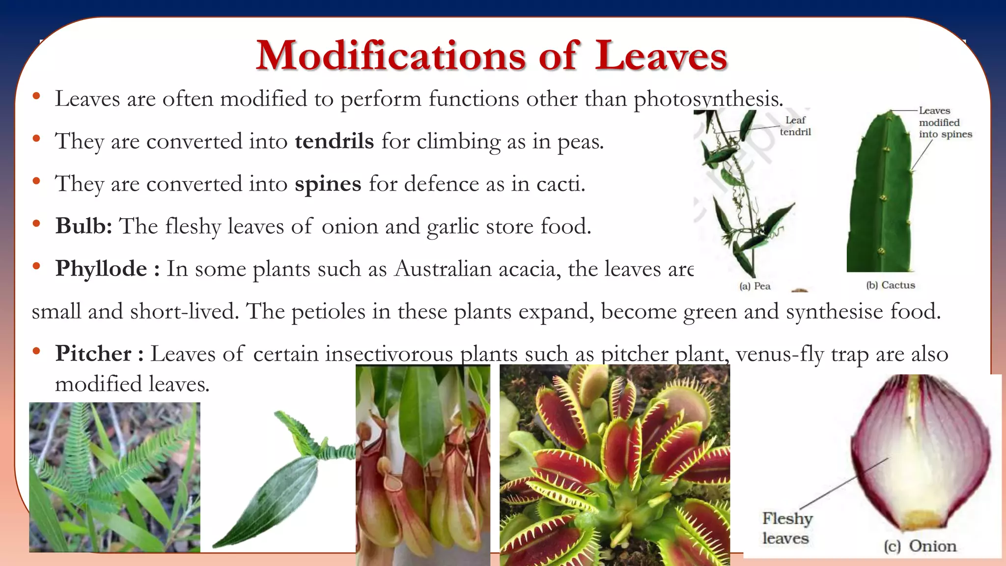 Std 11 biology chapter 05 | PPTX