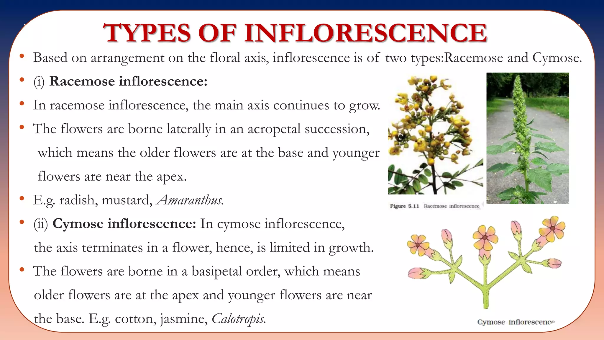 Std 11 biology chapter 05 | PPTX
