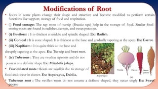 Std 11 biology chapter 05 | PPTX