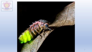 Std 2 Glow Worms.pptx